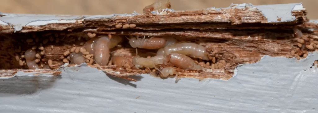 Early Signs of Termites in North Texas: What Rockwall and Fate ...